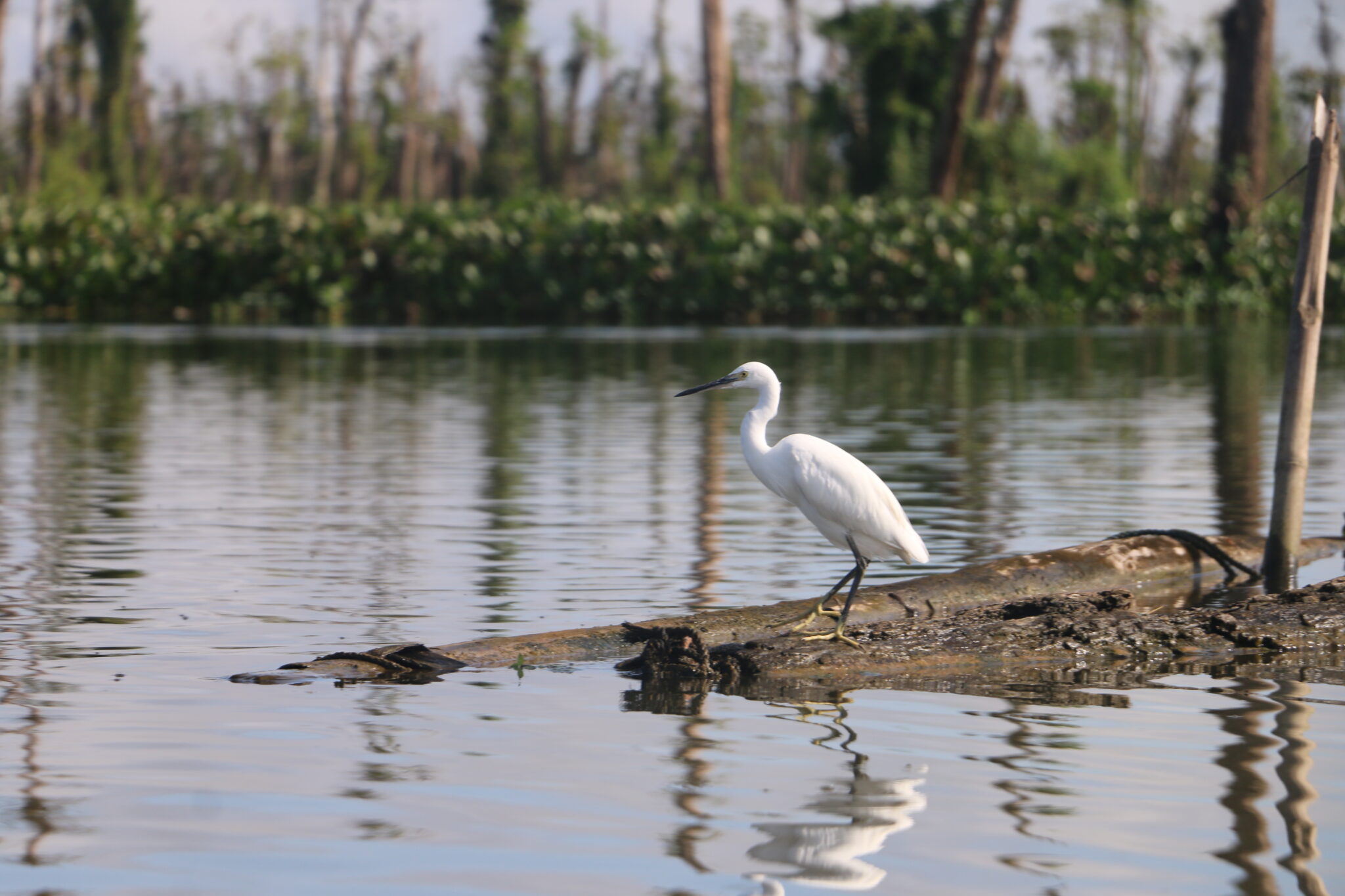 Tasek Merimbun Heritage Park - ASEAN Centre for Biodiversity
