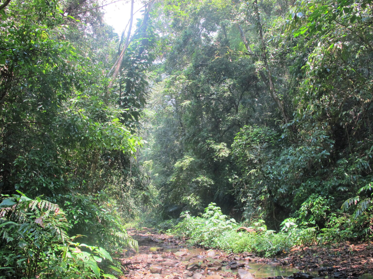 Tasek Merimbun Heritage Park - ASEAN Centre for Biodiversity