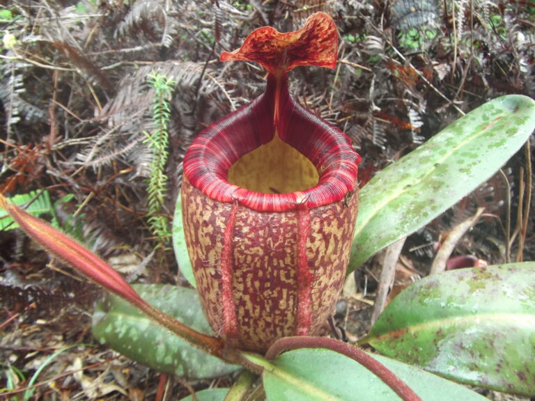 Tasek Merimbun Heritage Park - ASEAN Centre for Biodiversity