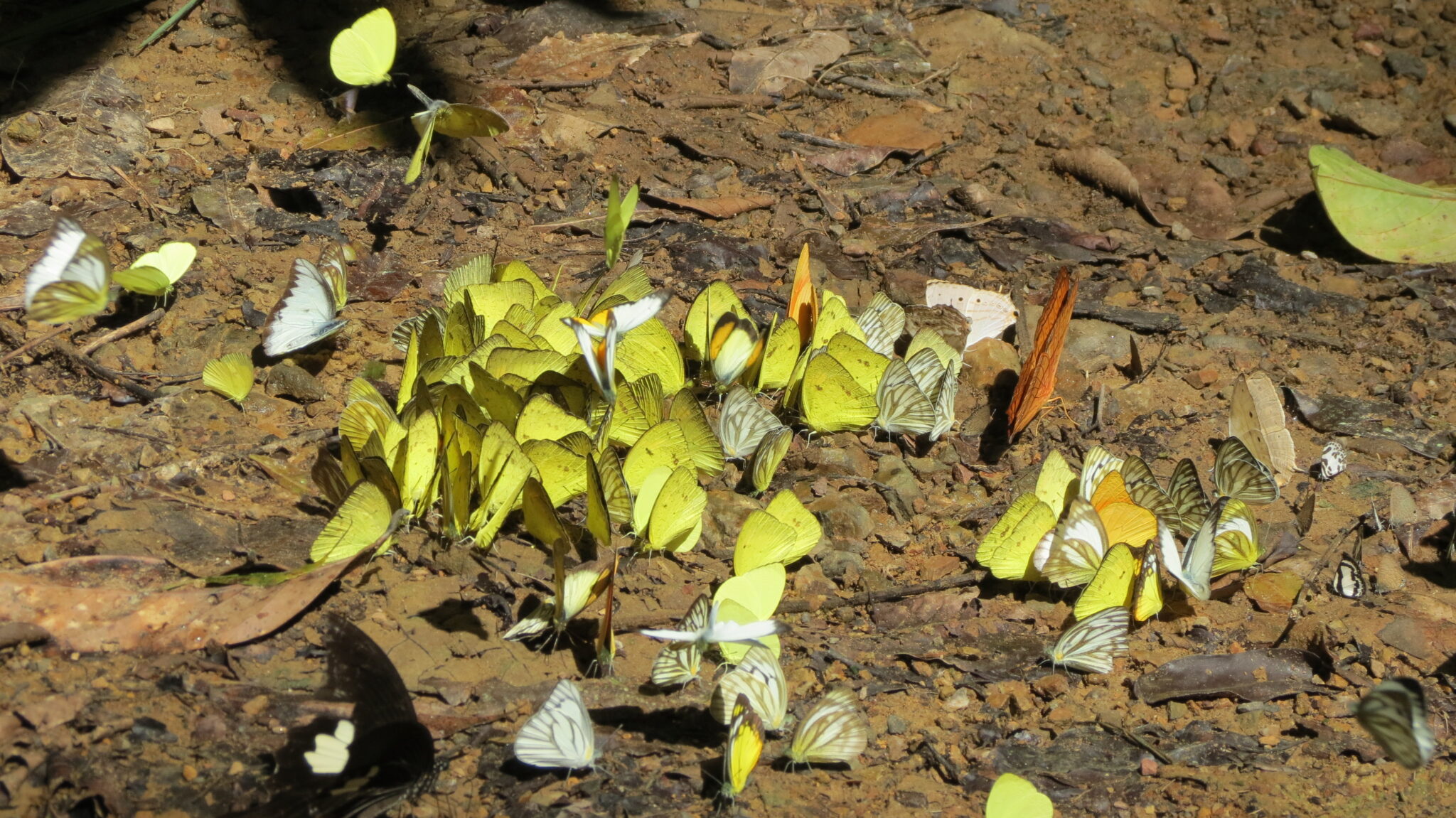 Turtle Islands Wildlife Sanctuary - ASEAN Centre for Biodiversity