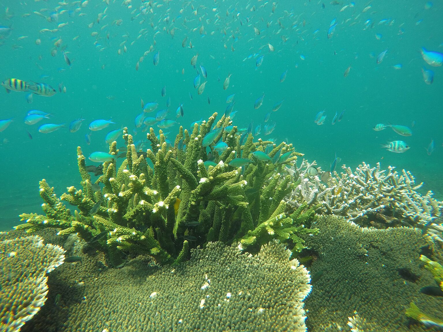 Mt. Malindang Range Natural Park - ASEAN Centre for Biodiversity