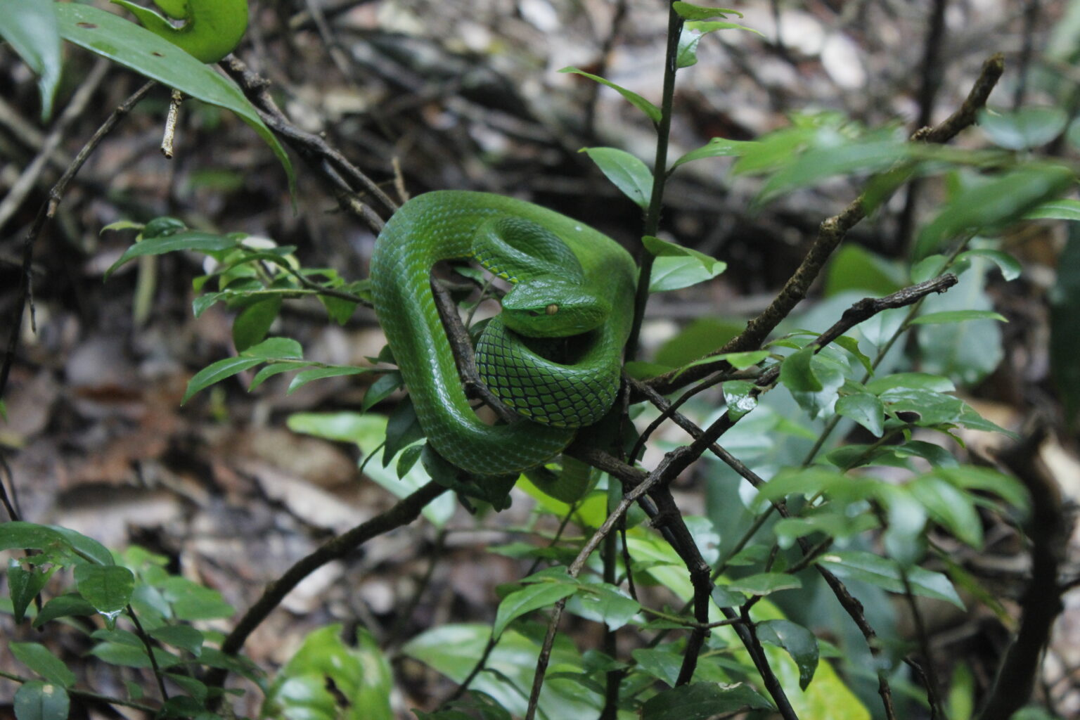 Mt. Malindang Range Natural Park - ASEAN Centre for Biodiversity