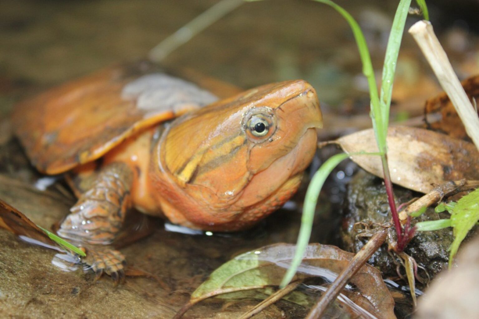 Mt. Inayawan Range Natural Park - ASEAN Centre for Biodiversity