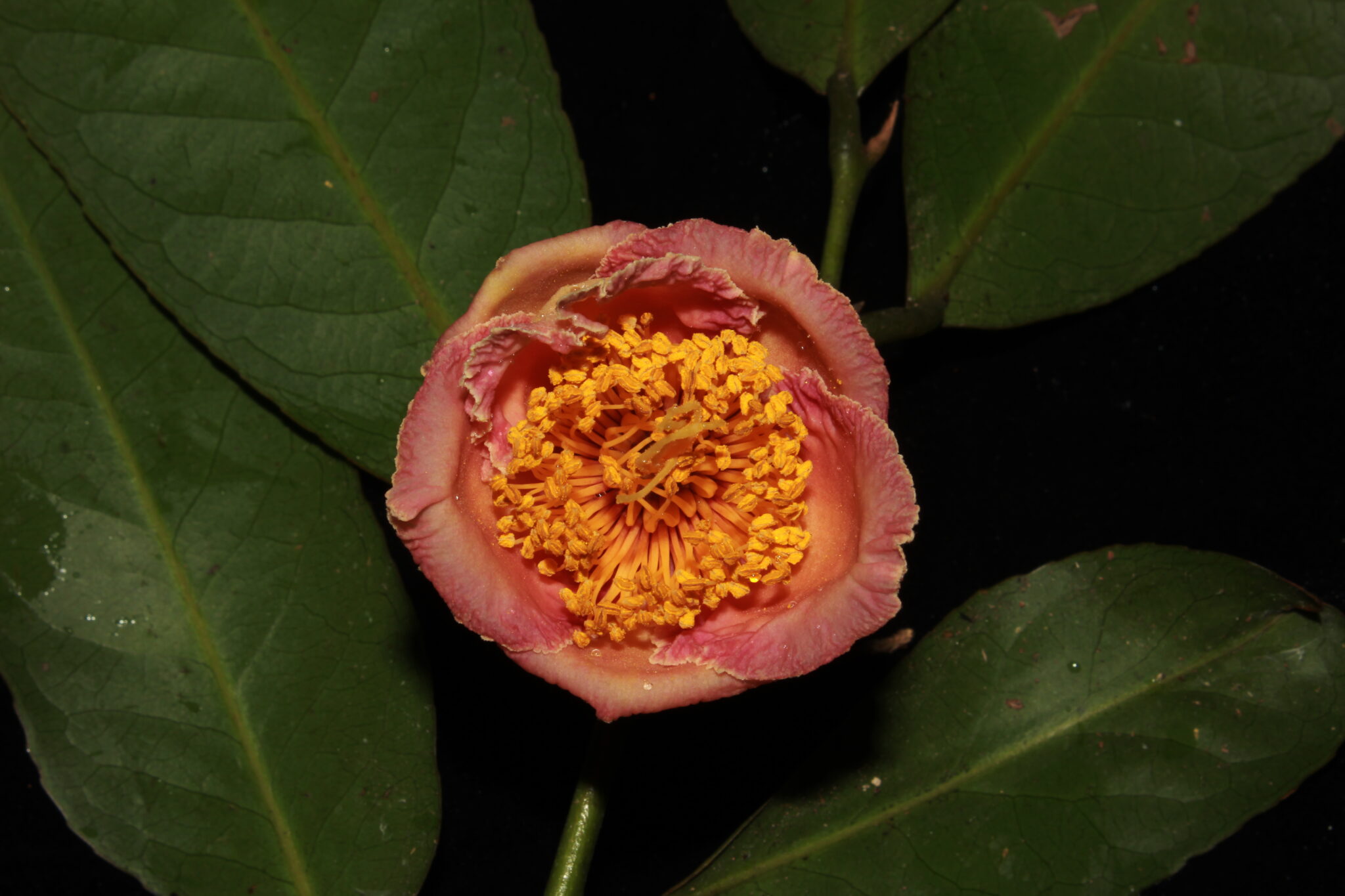 Taxonomic Capacity Building on DNA Barcoding of Common Vascular Plants ...