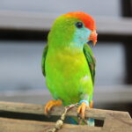 Mt. Inayawan Range Natural Park - ASEAN Centre for Biodiversity