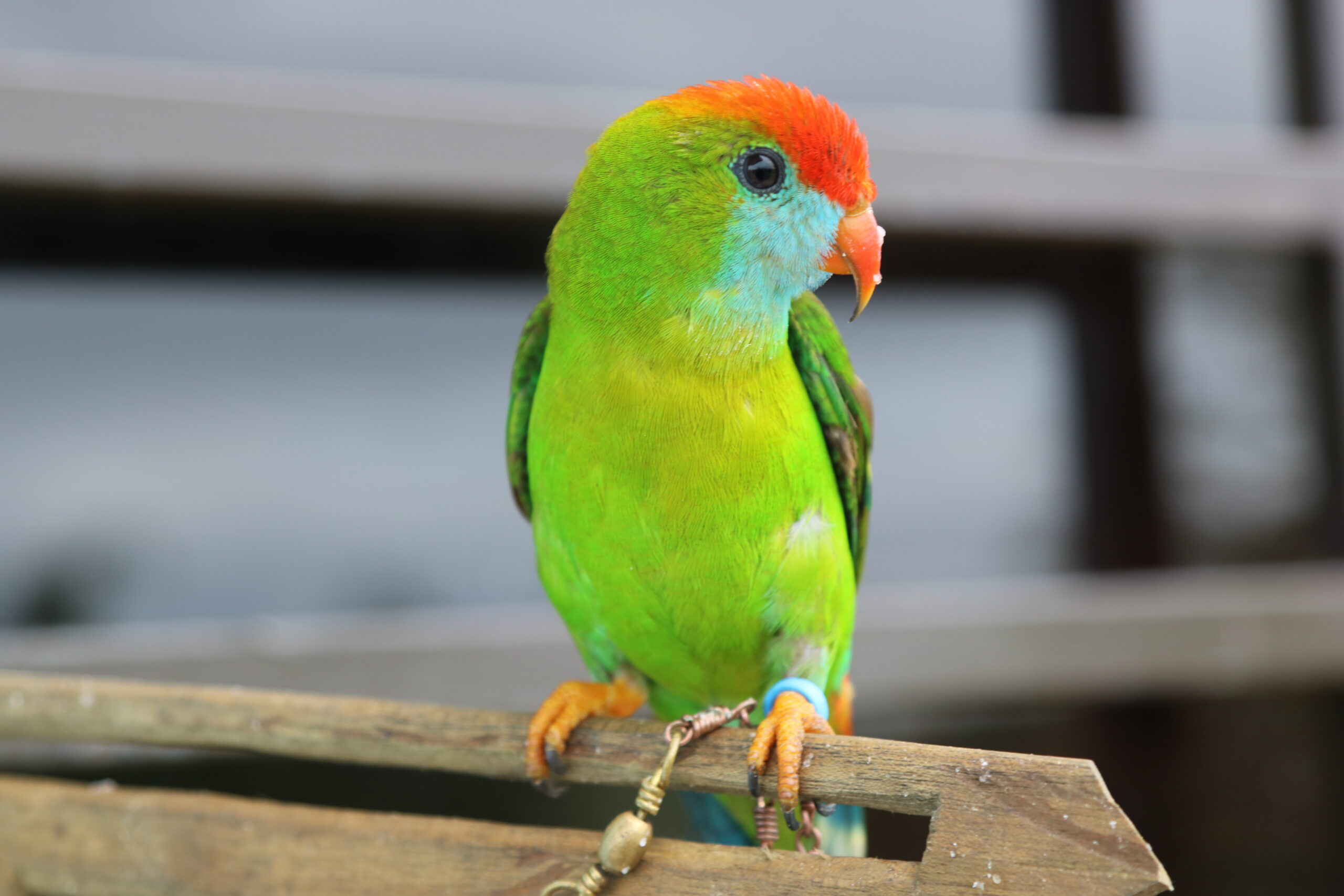 Mt. Inayawan Range Natural Park - ASEAN Centre for Biodiversity