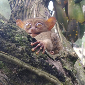 Mount Inayawan Range Natural Park - ASEAN Centre for Biodiversity