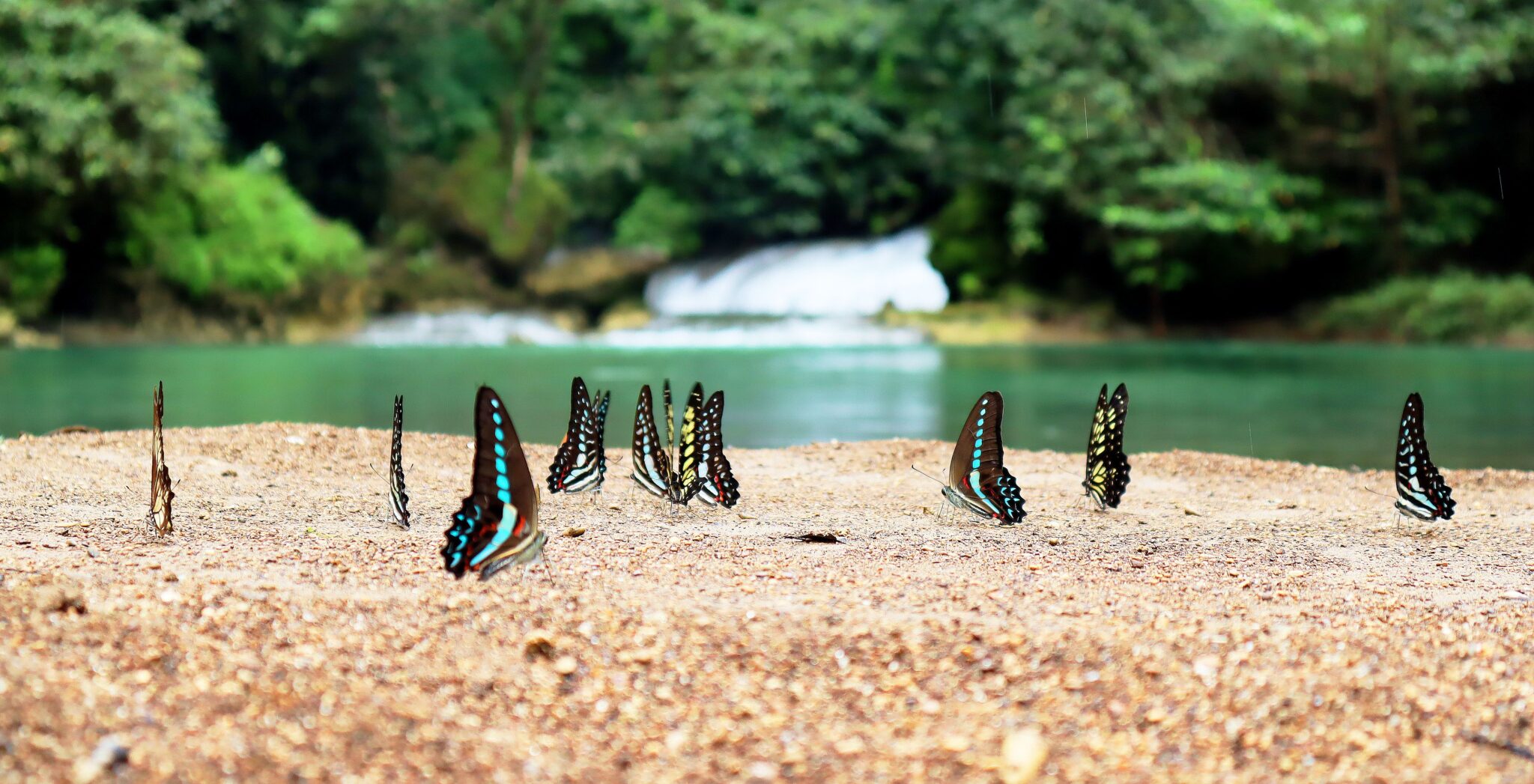 Mount Inayawan Range Natural Park - ASEAN Centre for Biodiversity