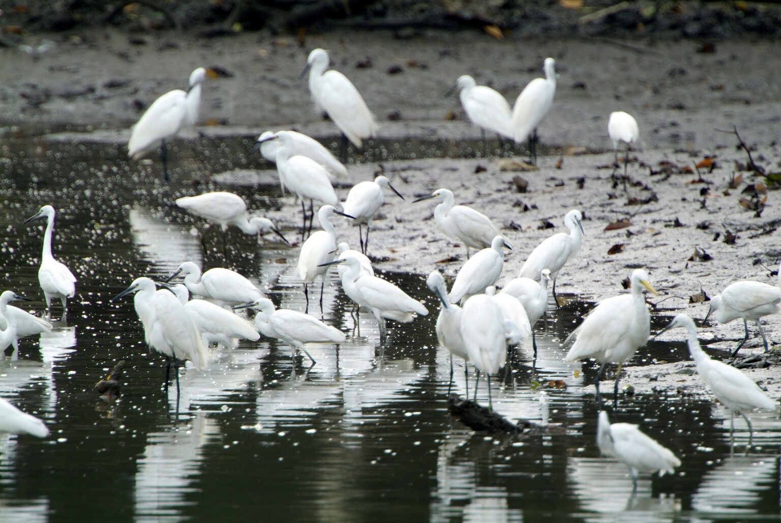 Improving Biodiversity Conservation of Wetlands and Migratory ...
