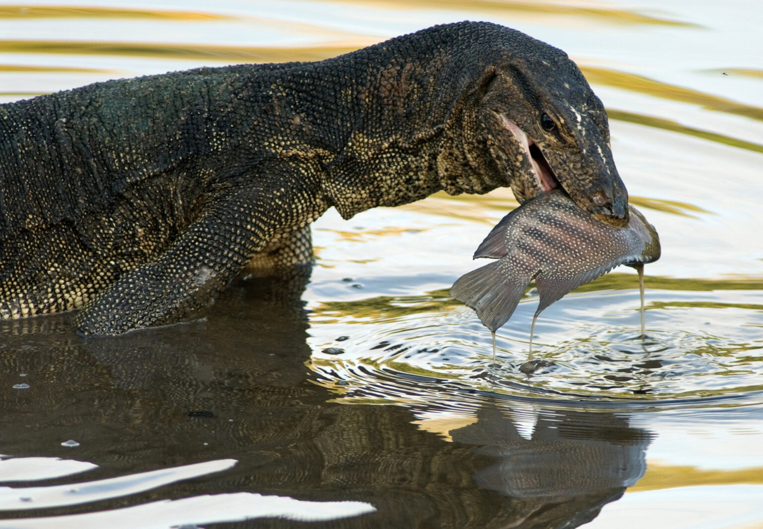 Tubbataha Reefs Natural Park - ASEAN Centre for Biodiversity