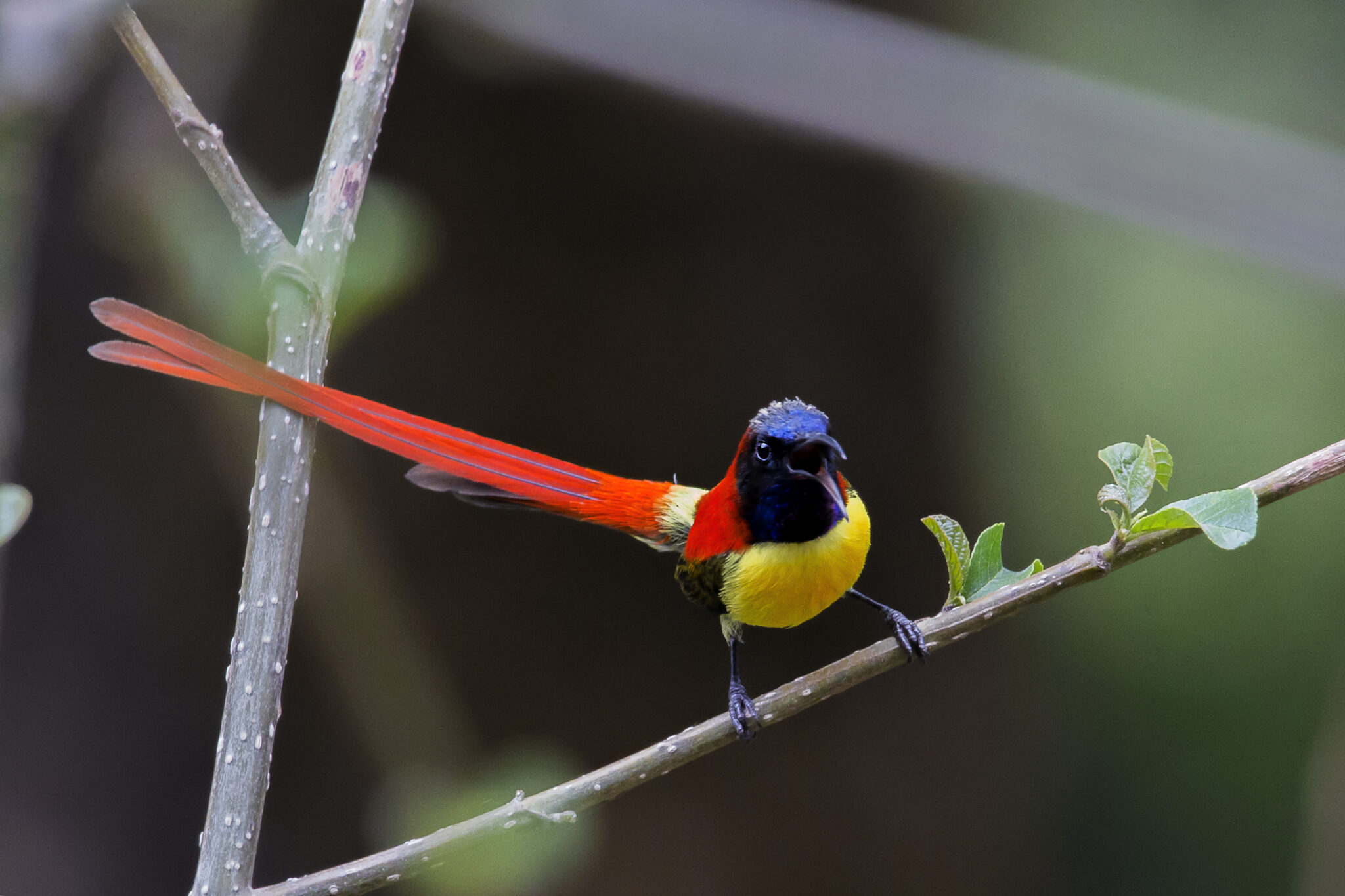 Mts. Timpoong-Hibok-Hibok Natural Monument - ASEAN Centre for Biodiversity
