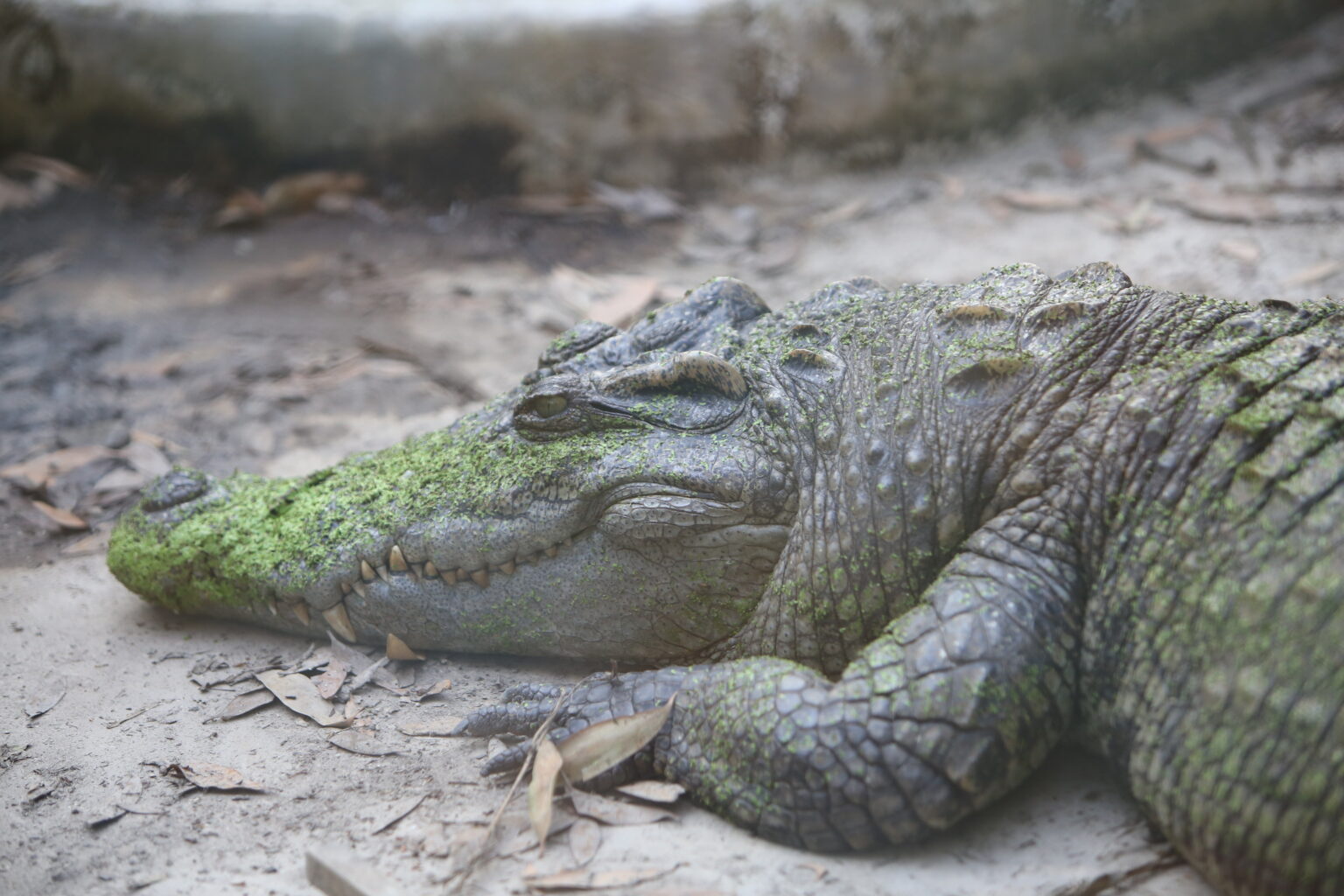 Mount Makiling Forest Reserve - ASEAN Centre for Biodiversity