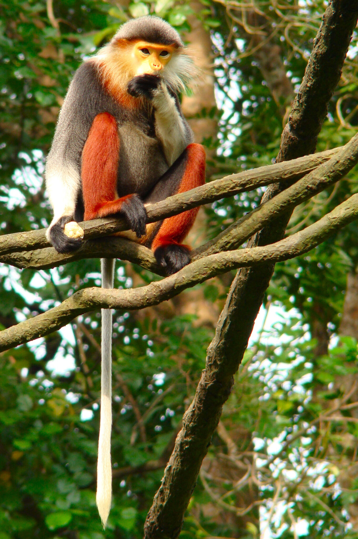 Turtle Islands Wildlife Sanctuary - ASEAN Centre for Biodiversity