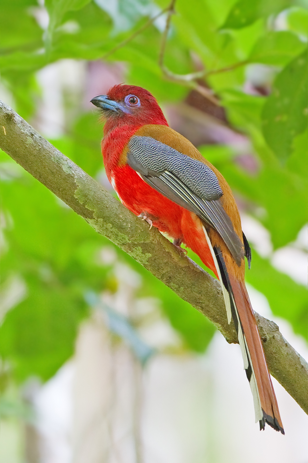 Tasek Merimbun Heritage Park - ASEAN Centre for Biodiversity