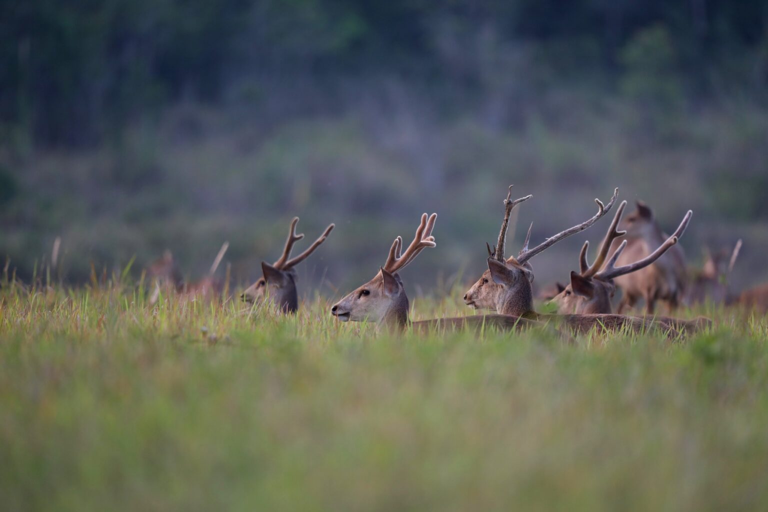 Mts. Timpoong-Hibok-Hibok Natural Monument - ASEAN Centre for Biodiversity