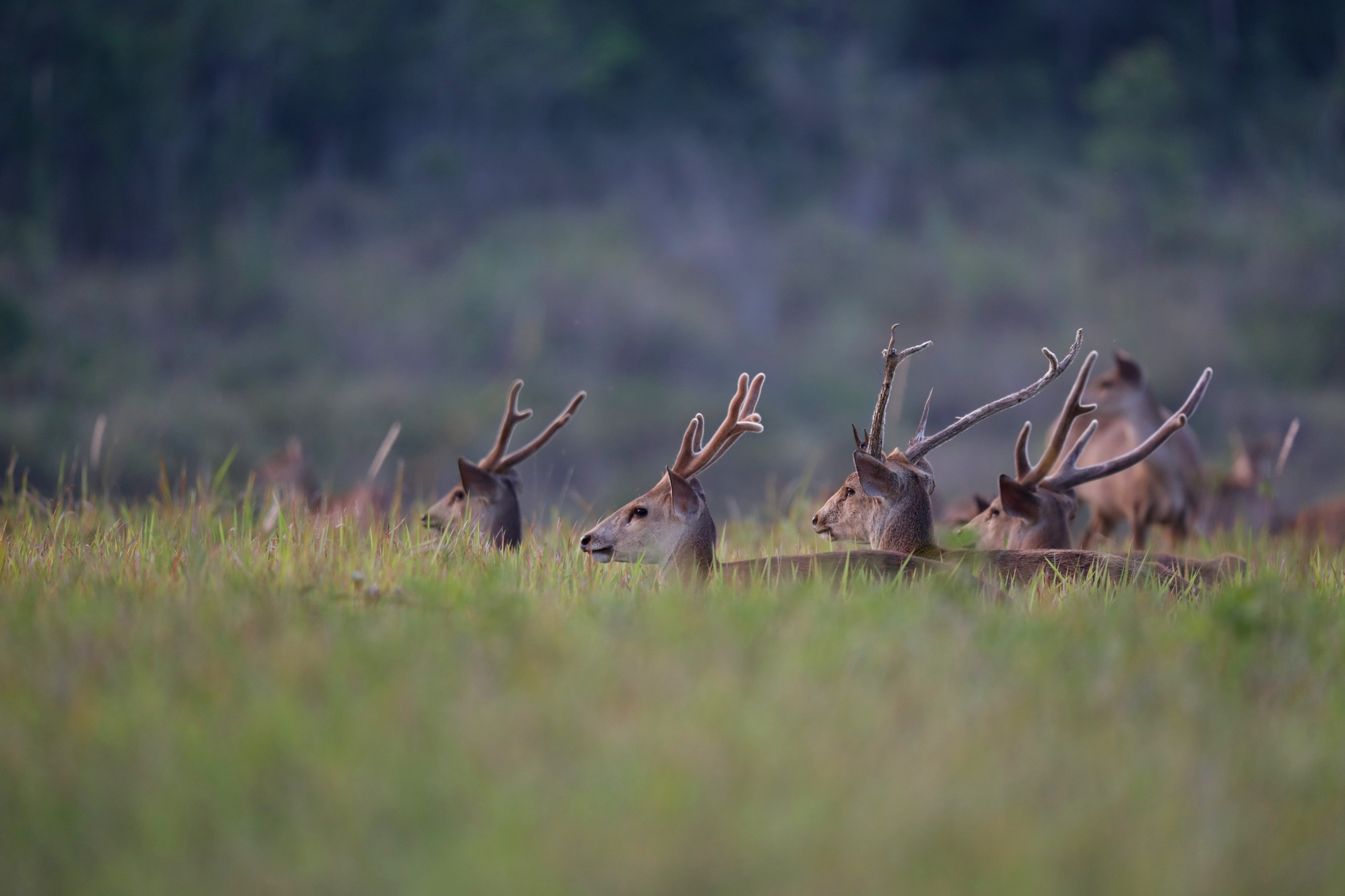 Phu Khieo Wildlife Sanctuary-Nam Nao National Park - ASEAN Centre for Biodiversity