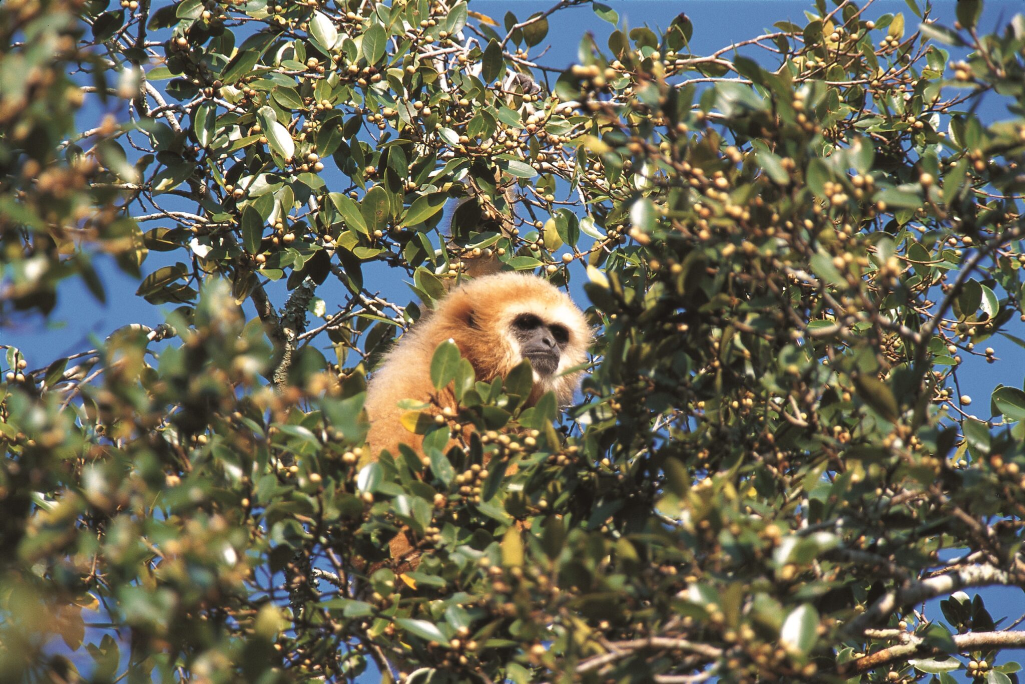 Mount Makiling Forest Reserve - ASEAN Centre for Biodiversity