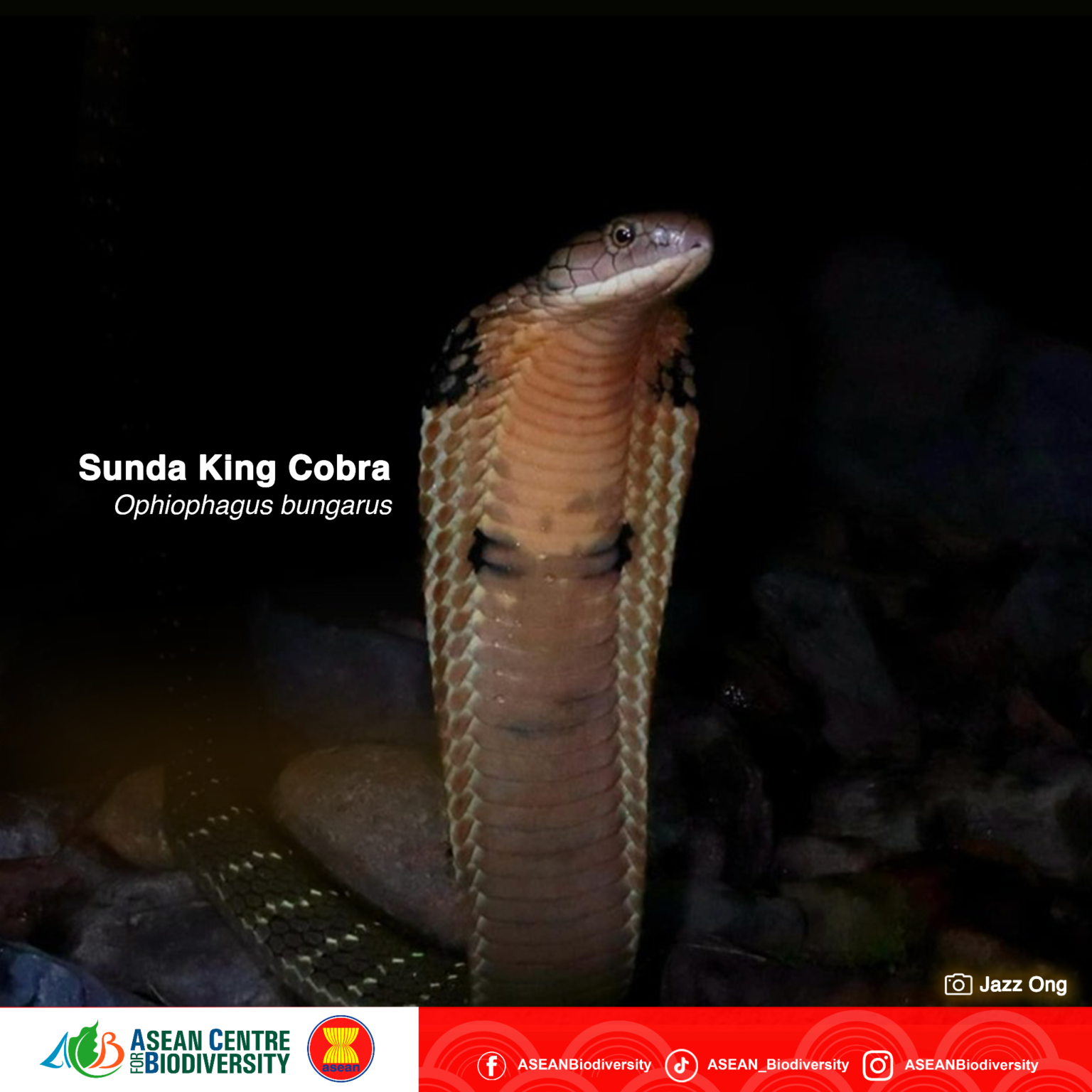 More than meets the eye: Celebrating the iconic snakes of the ASEAN ...