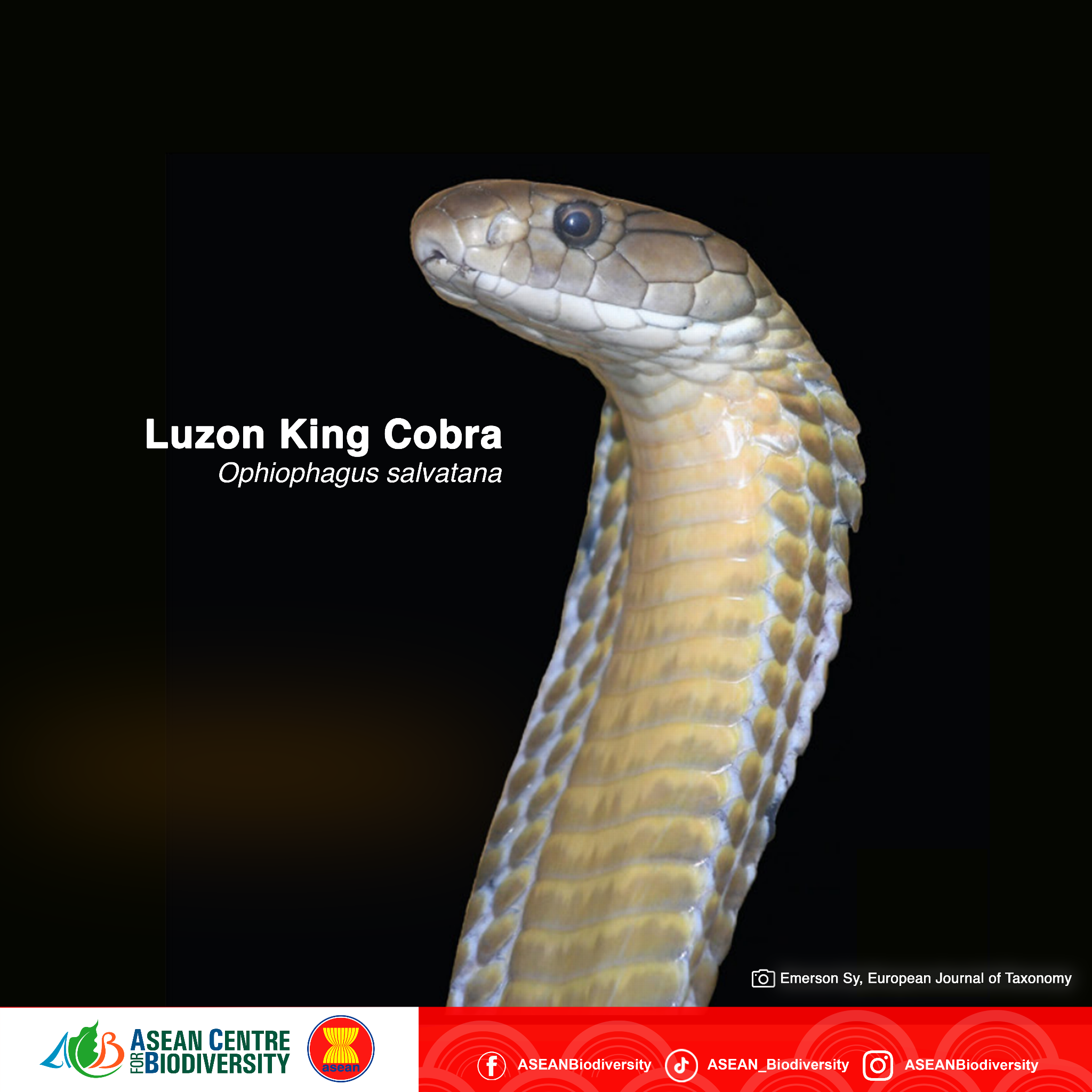 More than meets the eye: Celebrating the iconic snakes of the ASEAN ...
